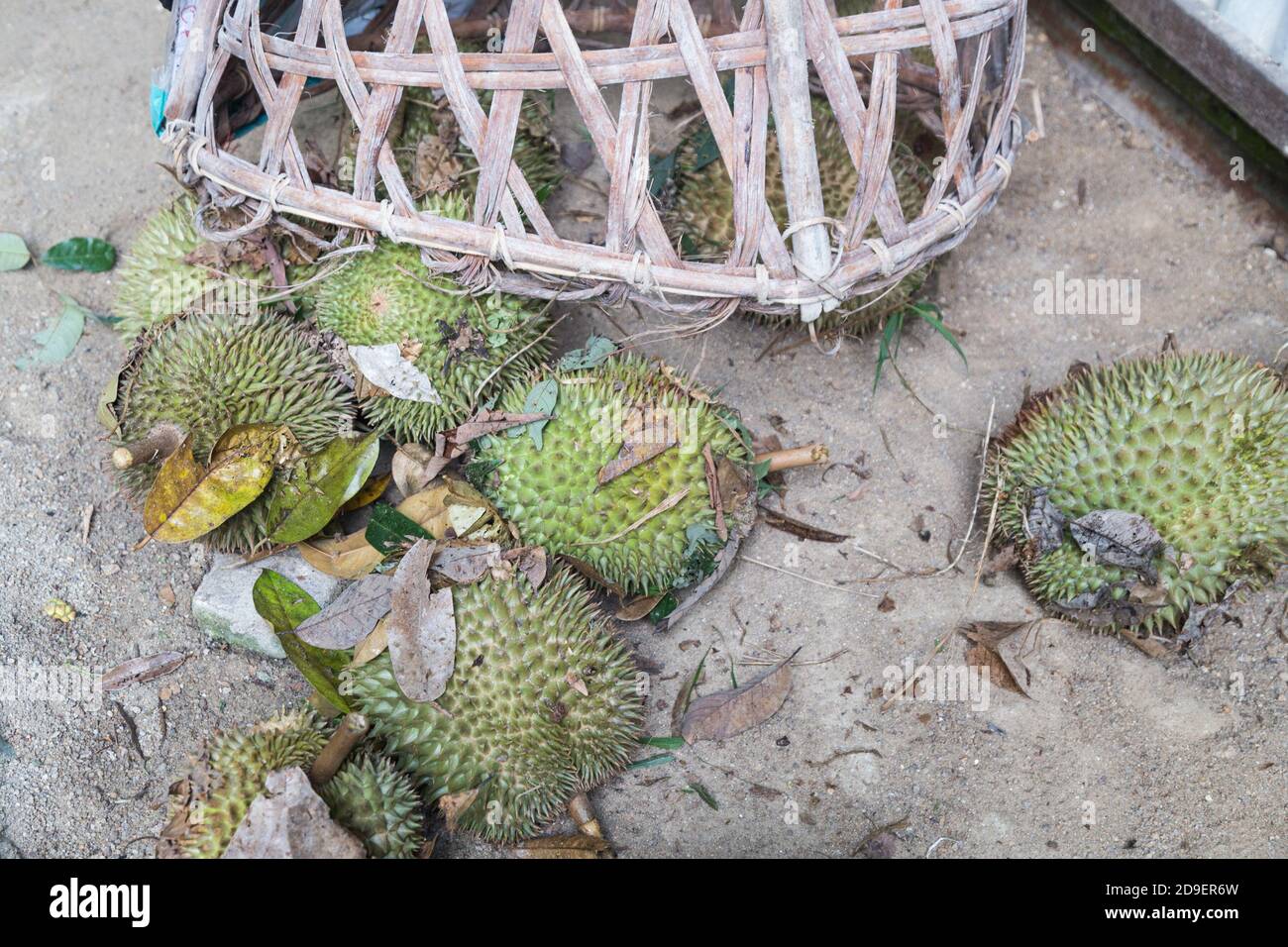 Freshly harvested organic durian at durian plantation before sorting ...