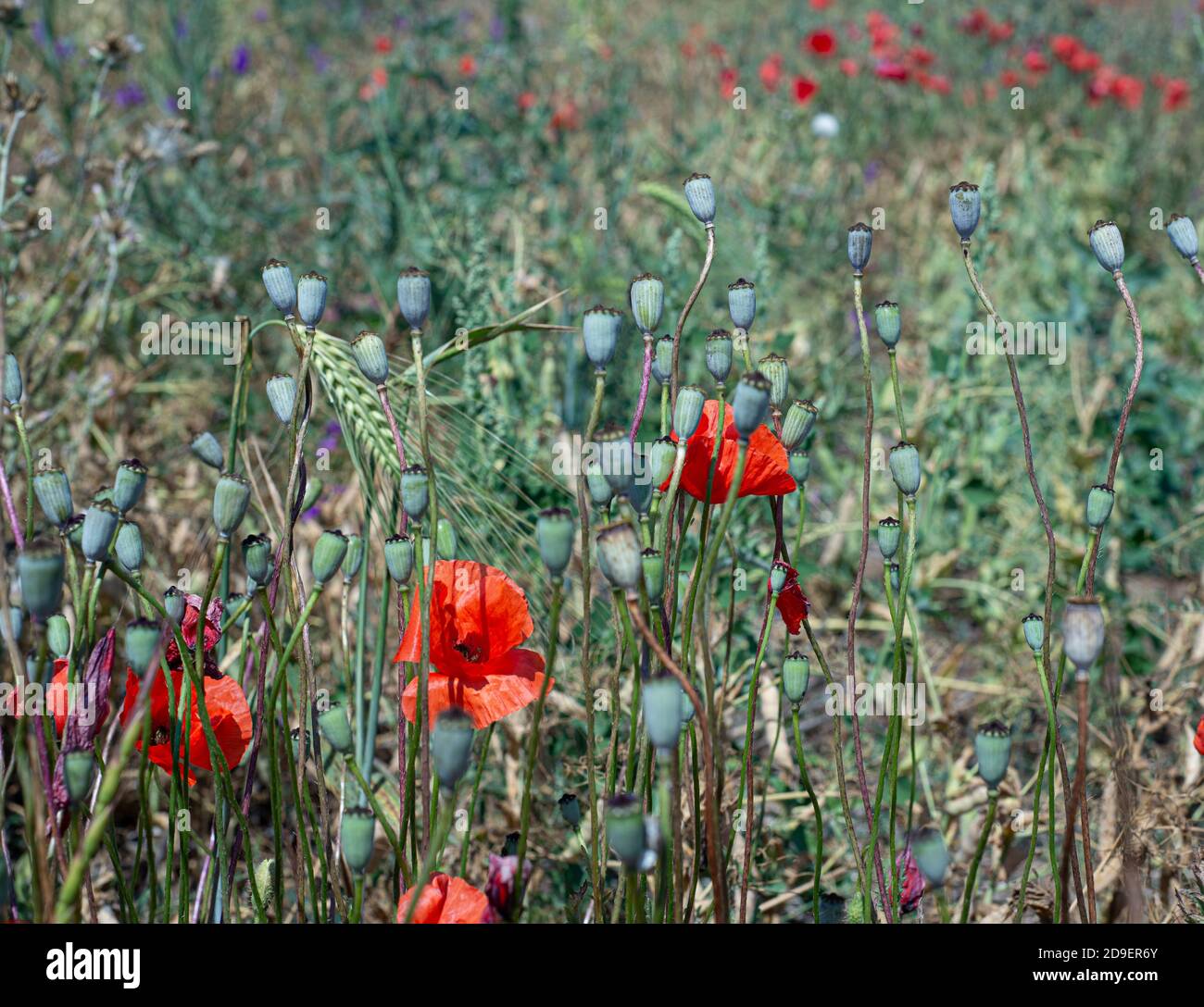 Background Meadow with poppies and rye Stock Photo - Alamy