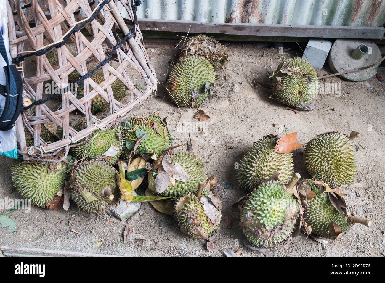 Freshly harvested organic durian at durian plantation before sorting ...