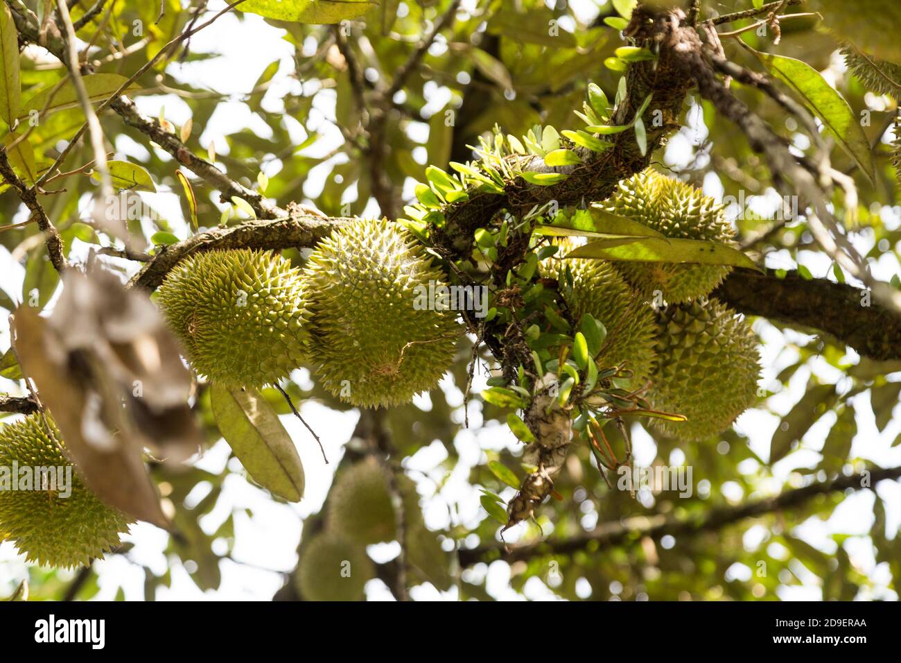 Durain tree hi-res stock photography and images - Alamy