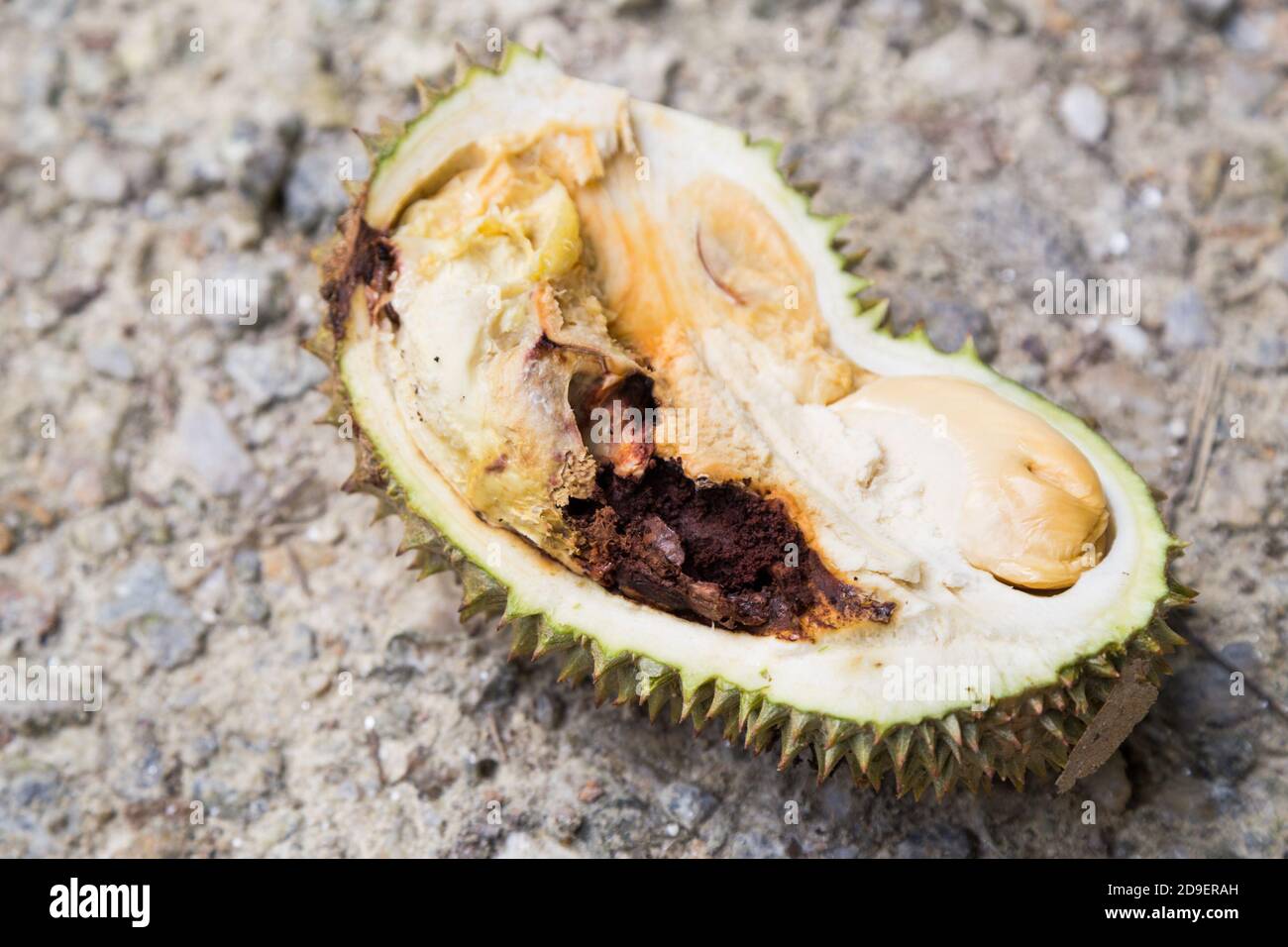 Close-up of rotten durian fruit, infested by insects and pest Stock ...