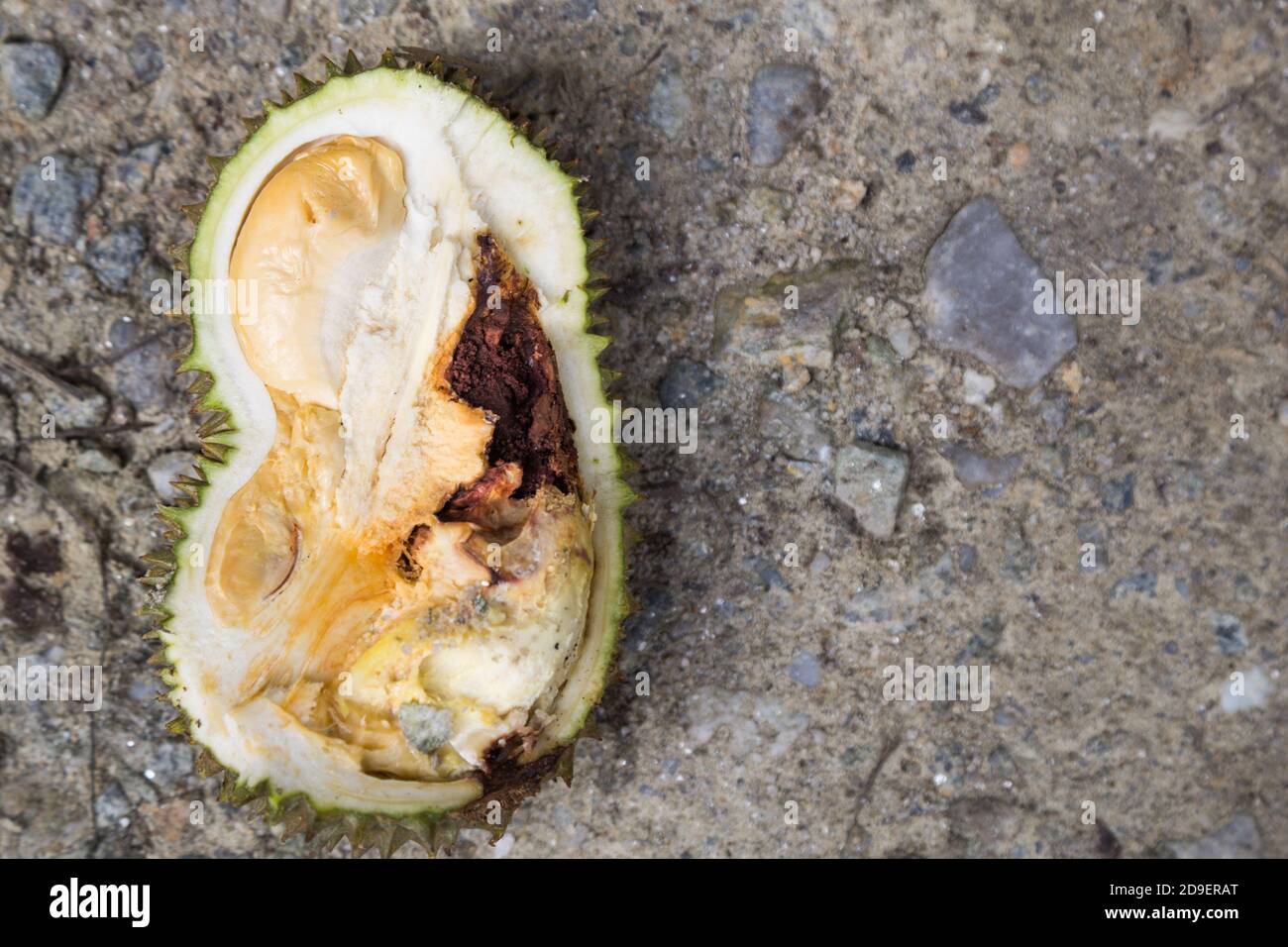 Close-up of rotten durian fruit, infested by insects and pest Stock ...
