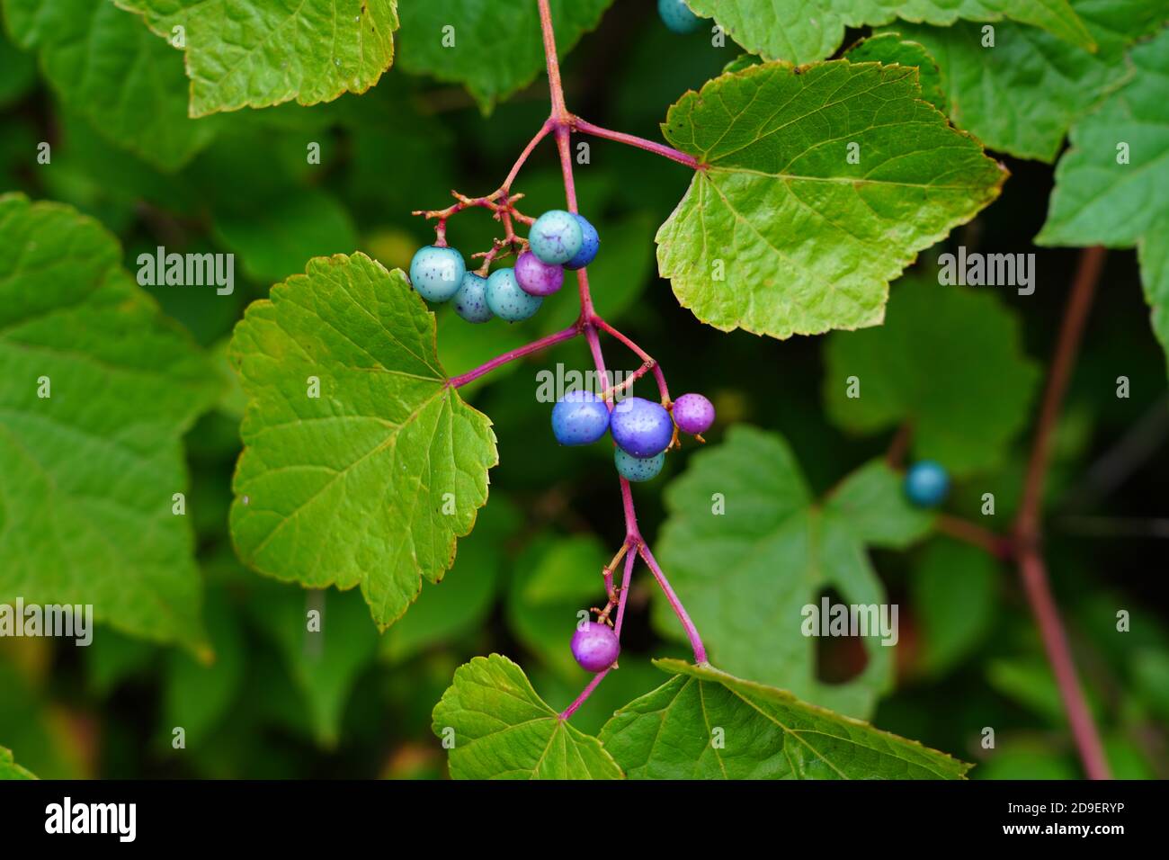 View of the blue and purple fruit of the Porcelain Berry vine ...