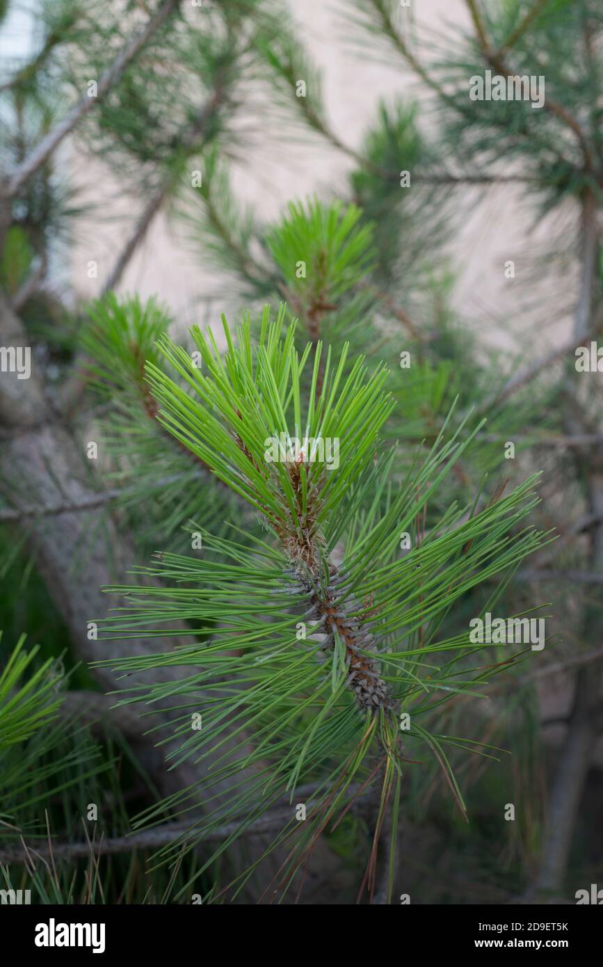 Close up pine trees branches hi-res stock photography and images - Alamy