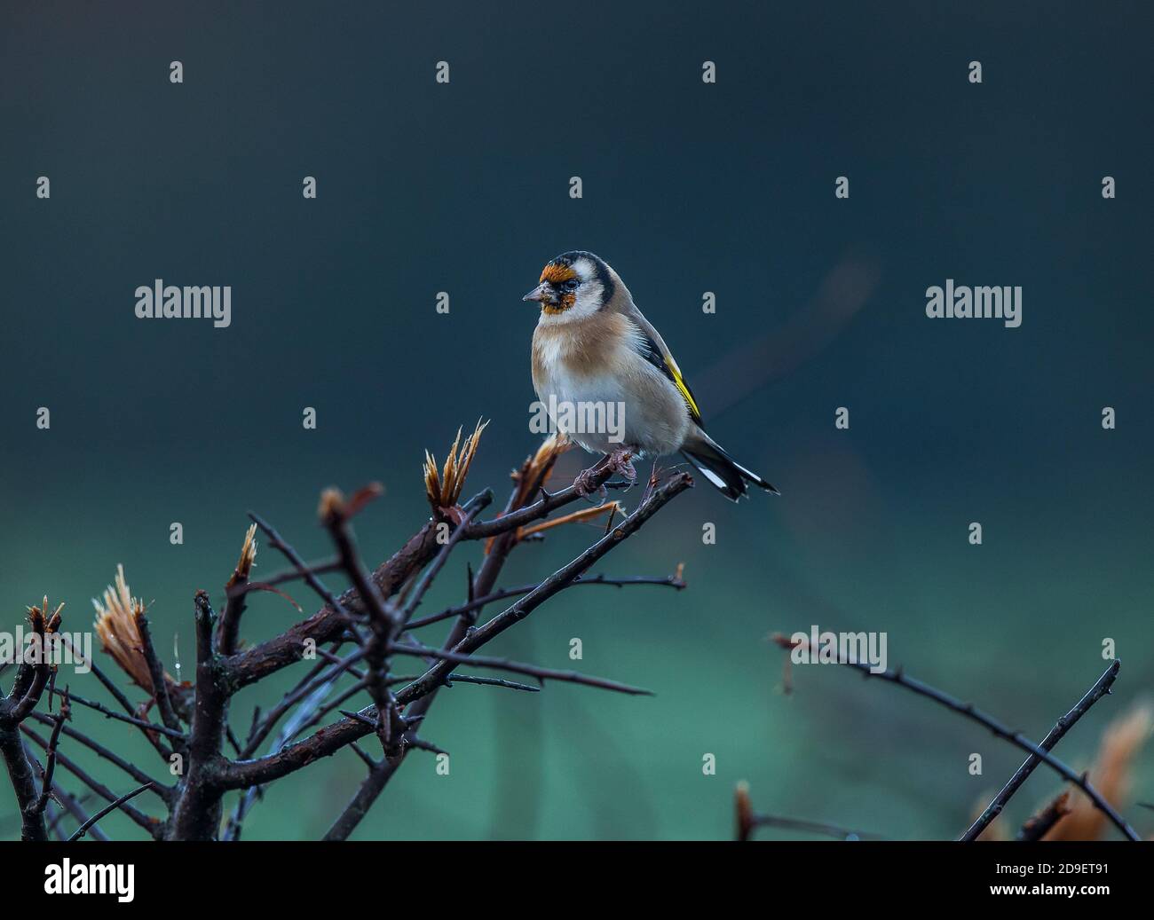 Gavin finch hi-res stock photography and images - Alamy