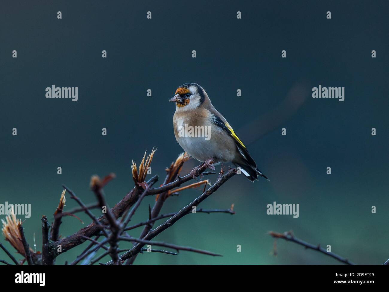 Gavin finch hi-res stock photography and images - Alamy