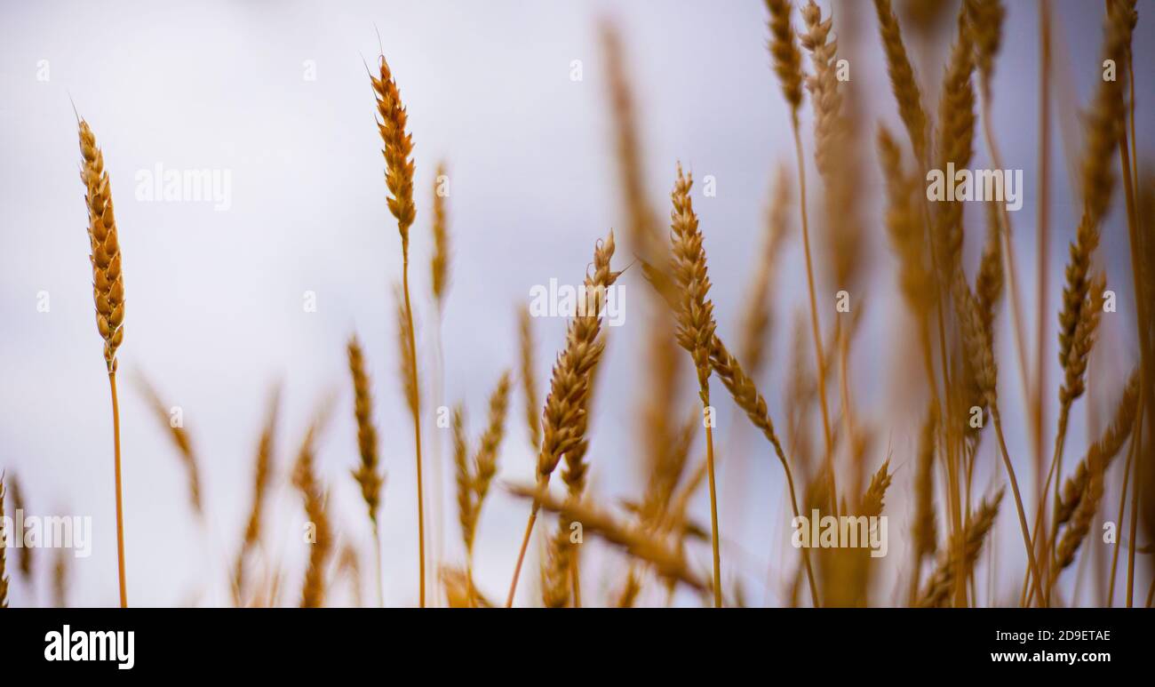 Wheat spikelets against the sky. Defocused image. Bread. Homeland Stock ...