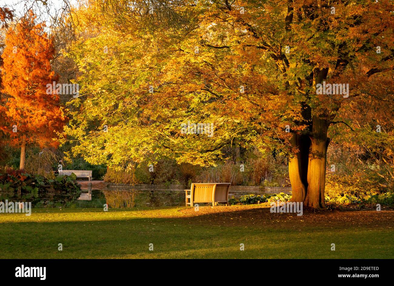 Autumnal Woodland Scene in England with setting sun illuminating a ...
