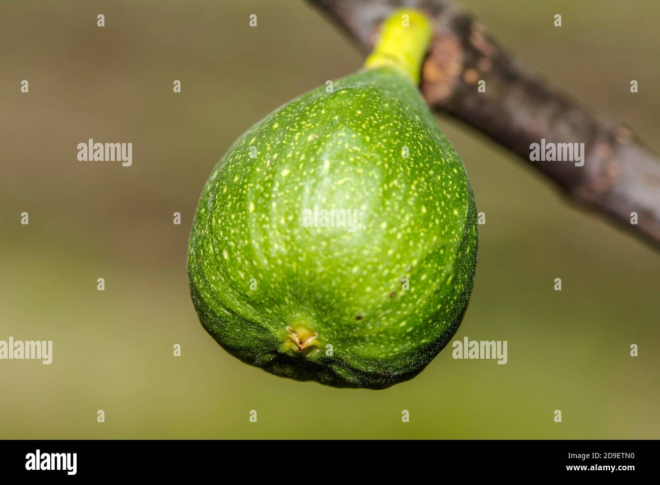 Fig detail hi-res stock photography and images - Alamy