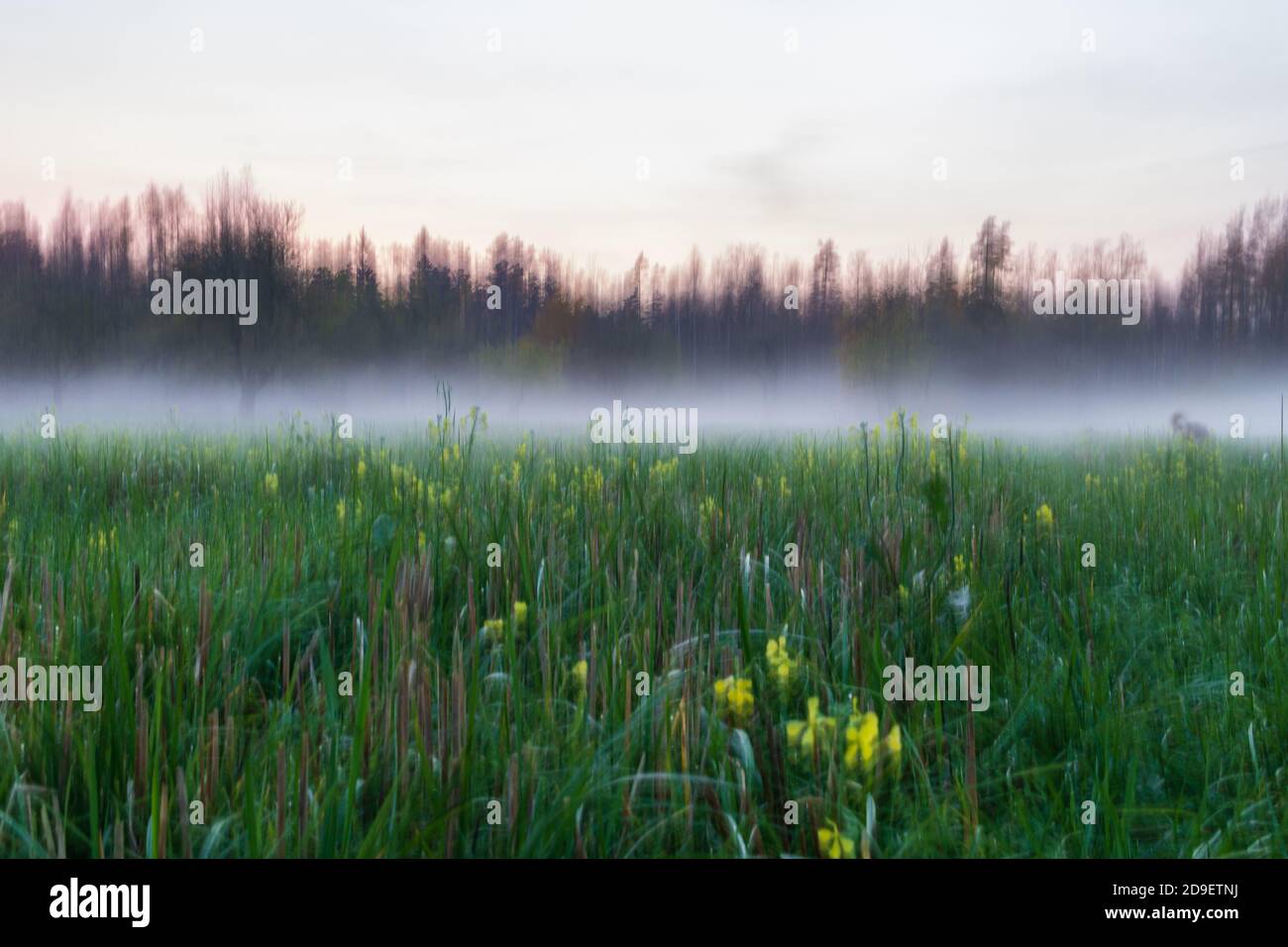 Mist fog flower hi-res stock photography and images - Alamy