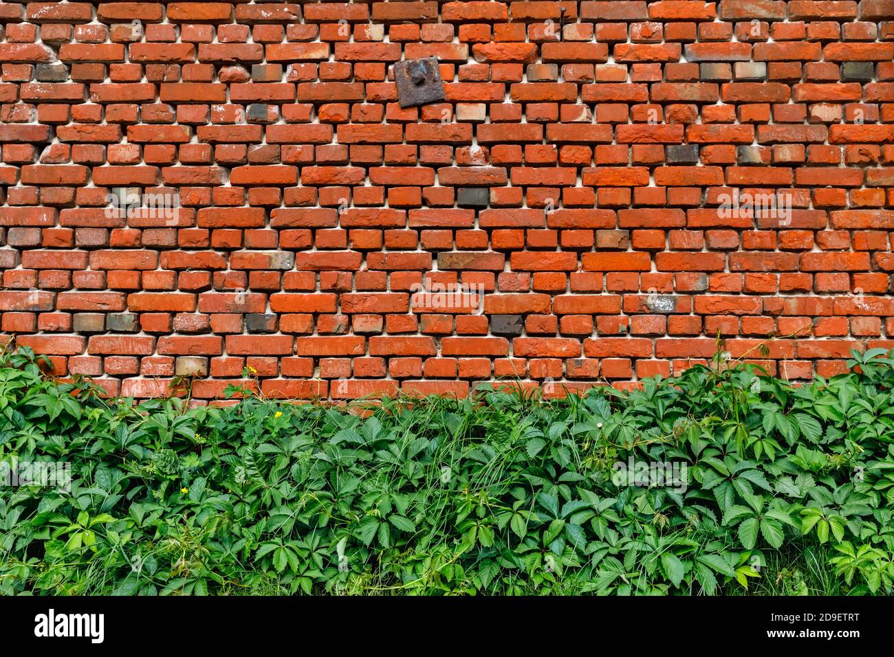 Old red brick wall covered with green leaves of wild grape. Brick wall ...