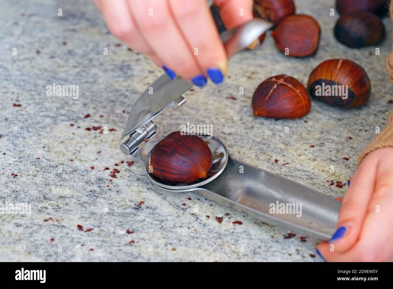 Scoring fresh chestnuts with a special nut cracker Stock Photo - Alamy
