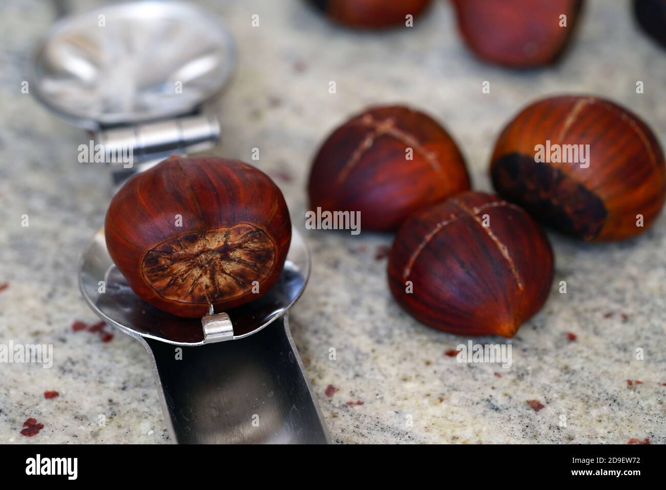 Scoring fresh chestnuts with a special nut cracker Stock Photo - Alamy