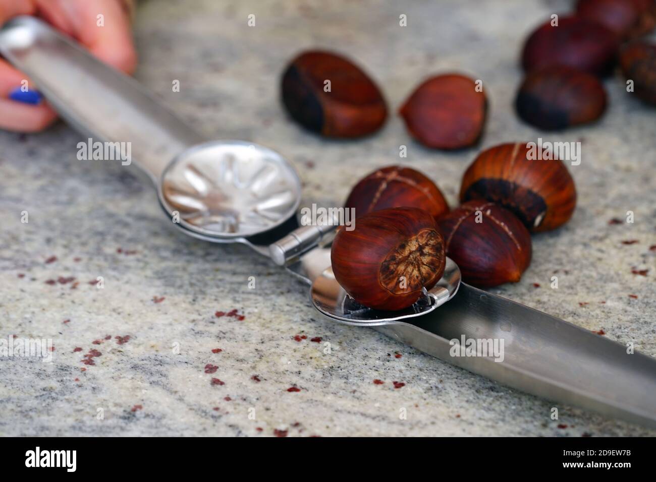 Scoring fresh chestnuts with a special nut cracker Stock Photo - Alamy