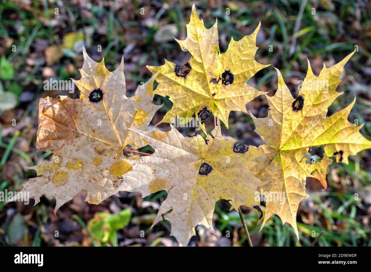 Four autumn maple leaves hi-res stock photography and images - Alamy