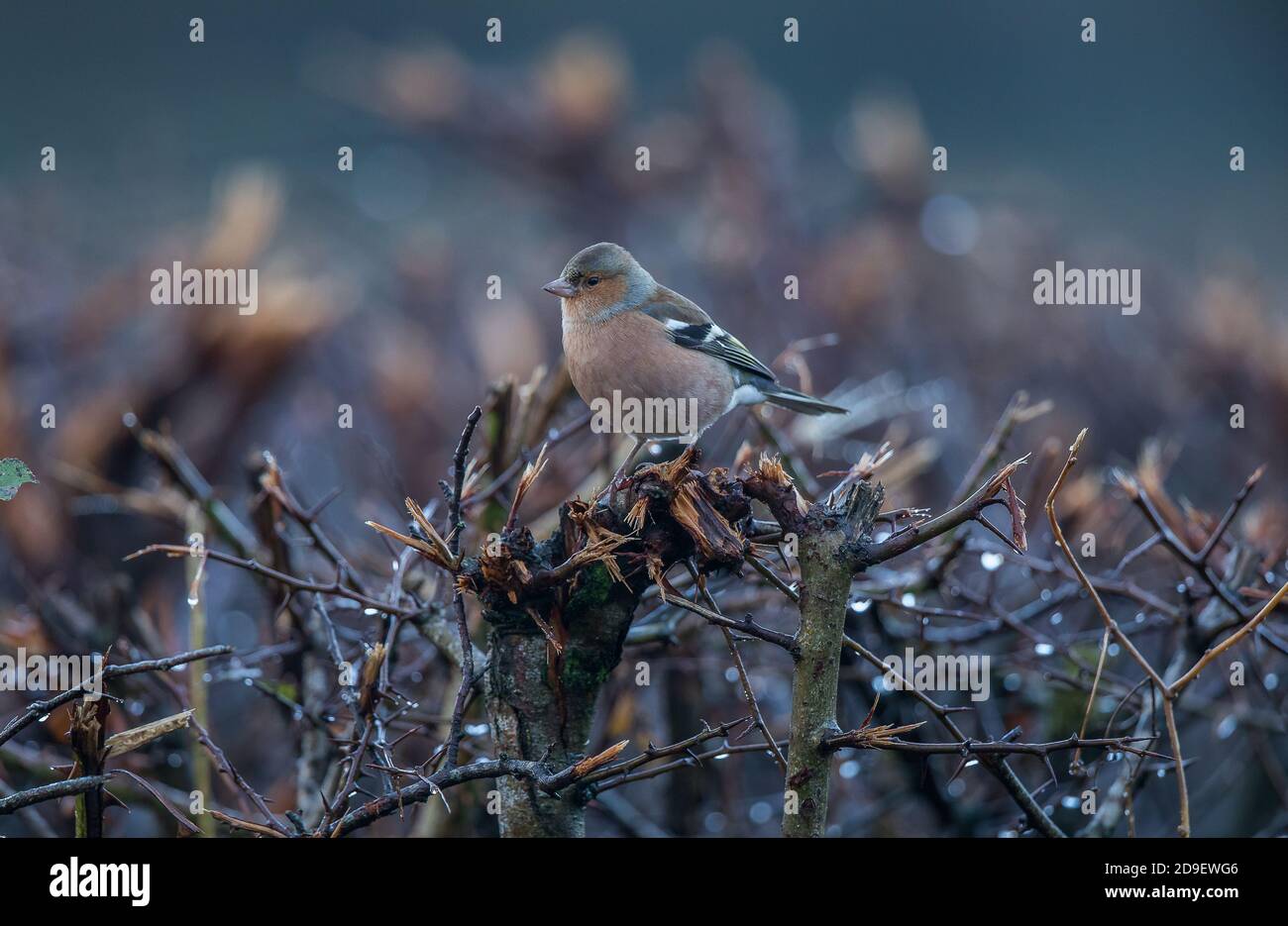 Gavin finch hi-res stock photography and images - Alamy