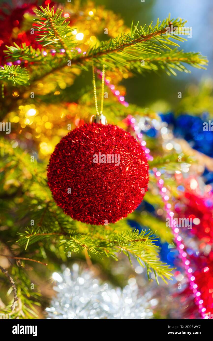 Beautiful shining red Christmas ball hanging on branch of Xmas pine ...