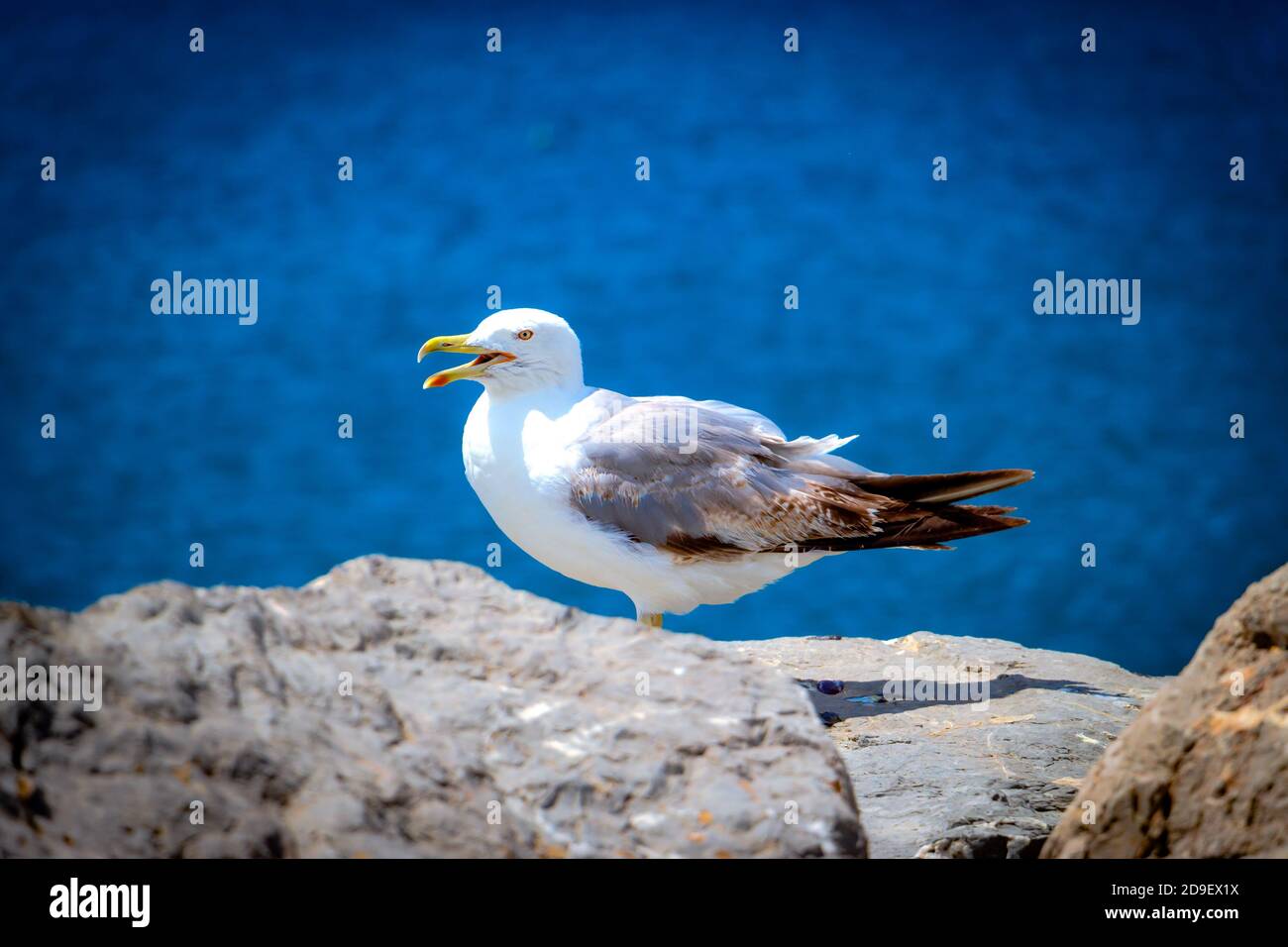 Seagull on sea rocks hi-res stock photography and images - Alamy