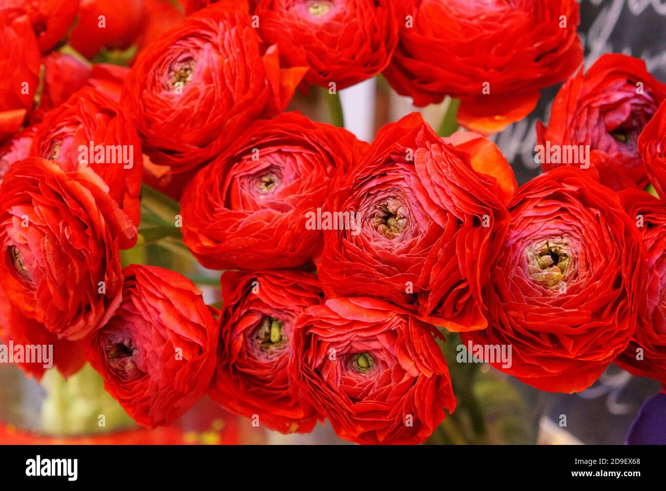 Rose misty hi-res stock photography and images - Alamy