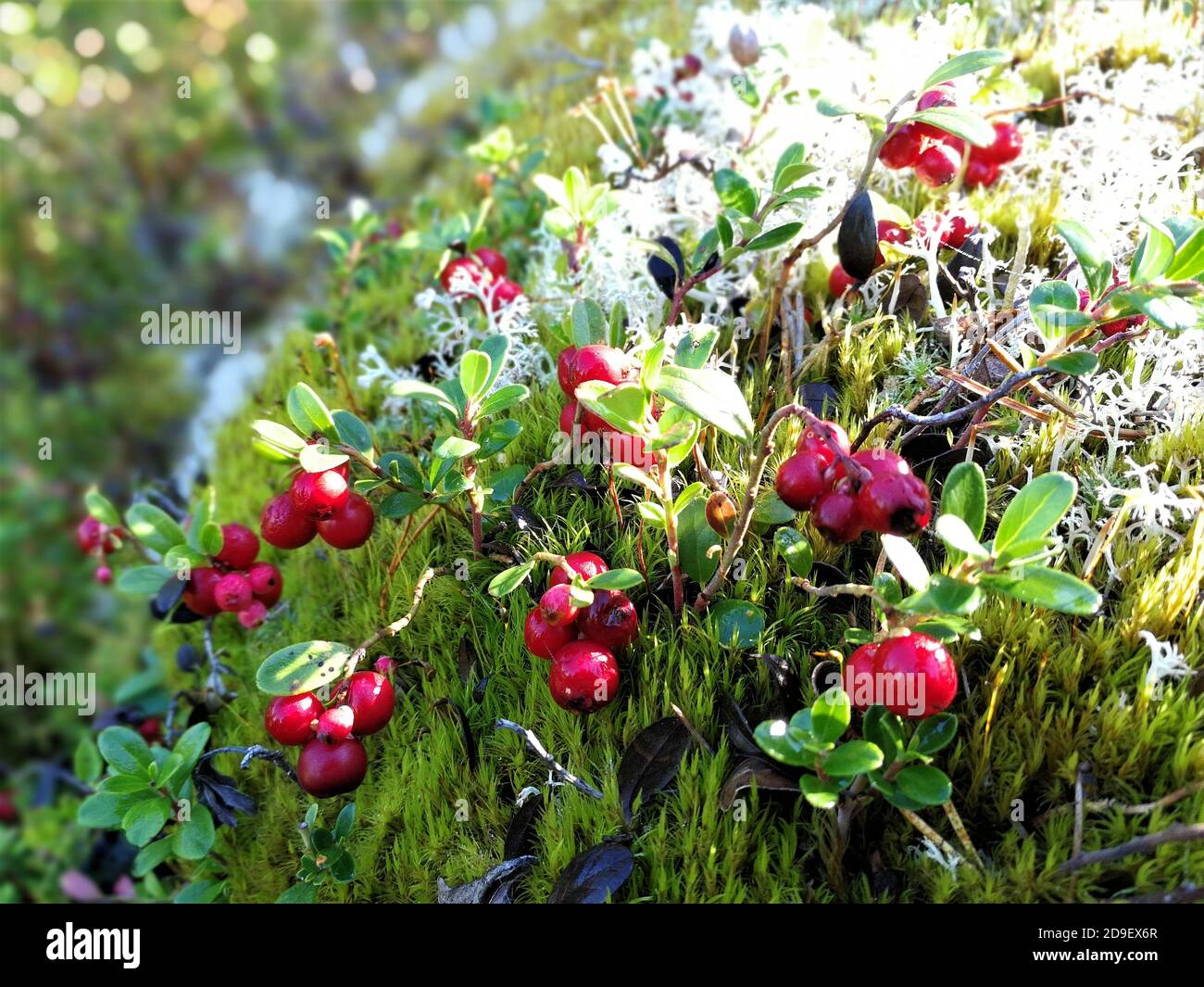 Lingon berry plant hi-res stock photography and images - Alamy