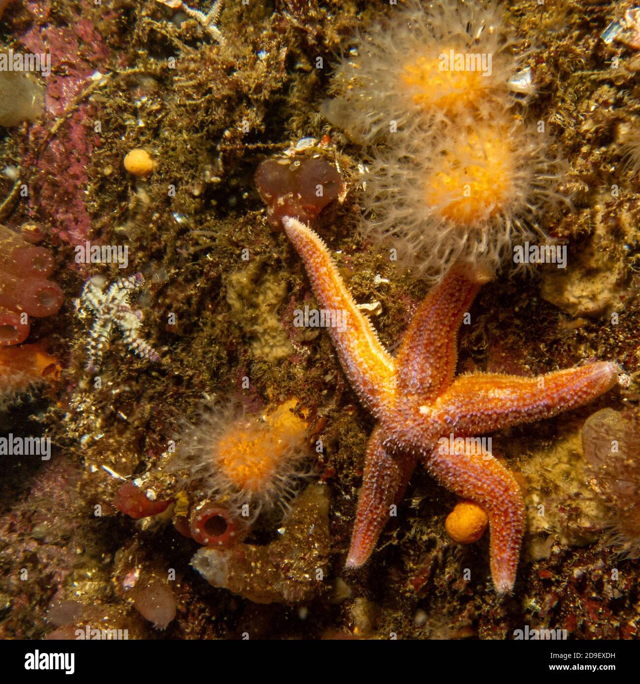 A closeup picture of a common starfish, common sea star or sugar ...
