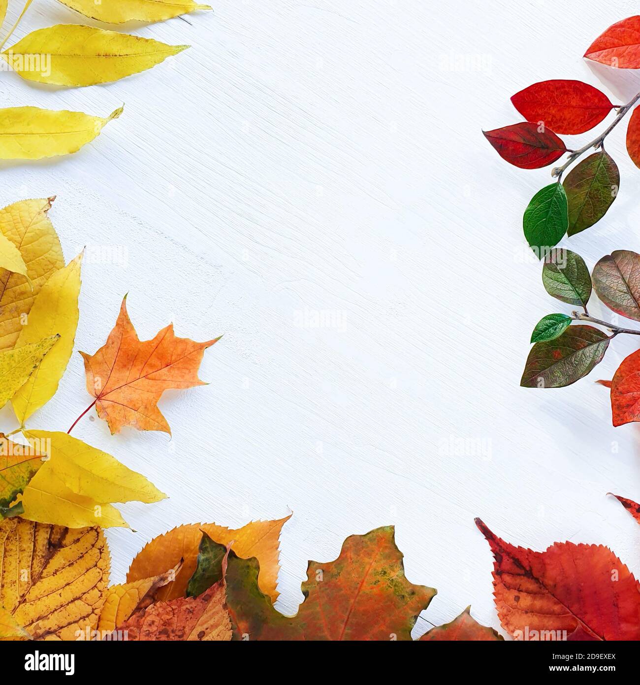 Bright autumn / fall leaves on a white wooden table. Top view, mockup ...