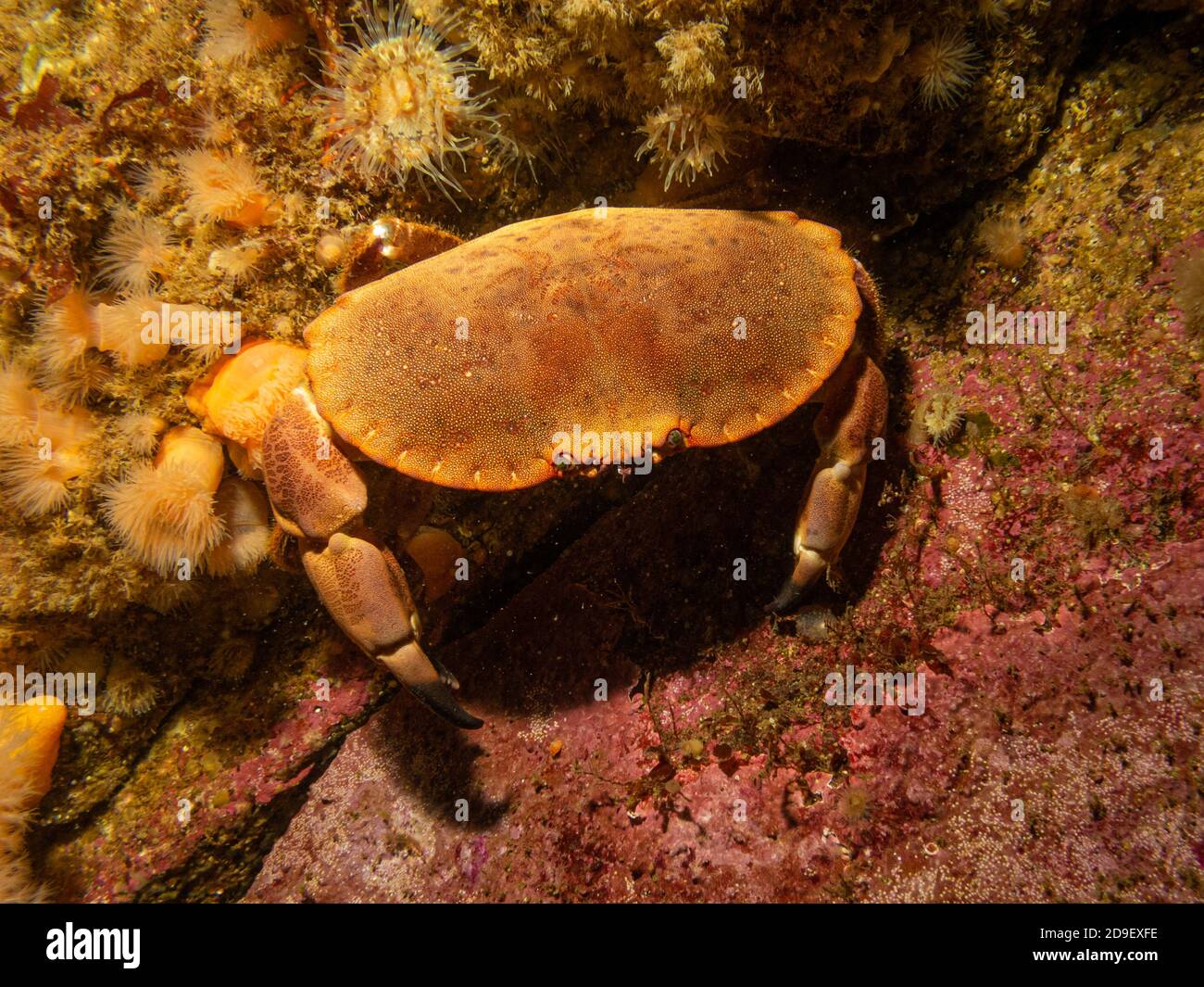 A closeup picture of a Cancer pagurus, also known as edible crab or ...
