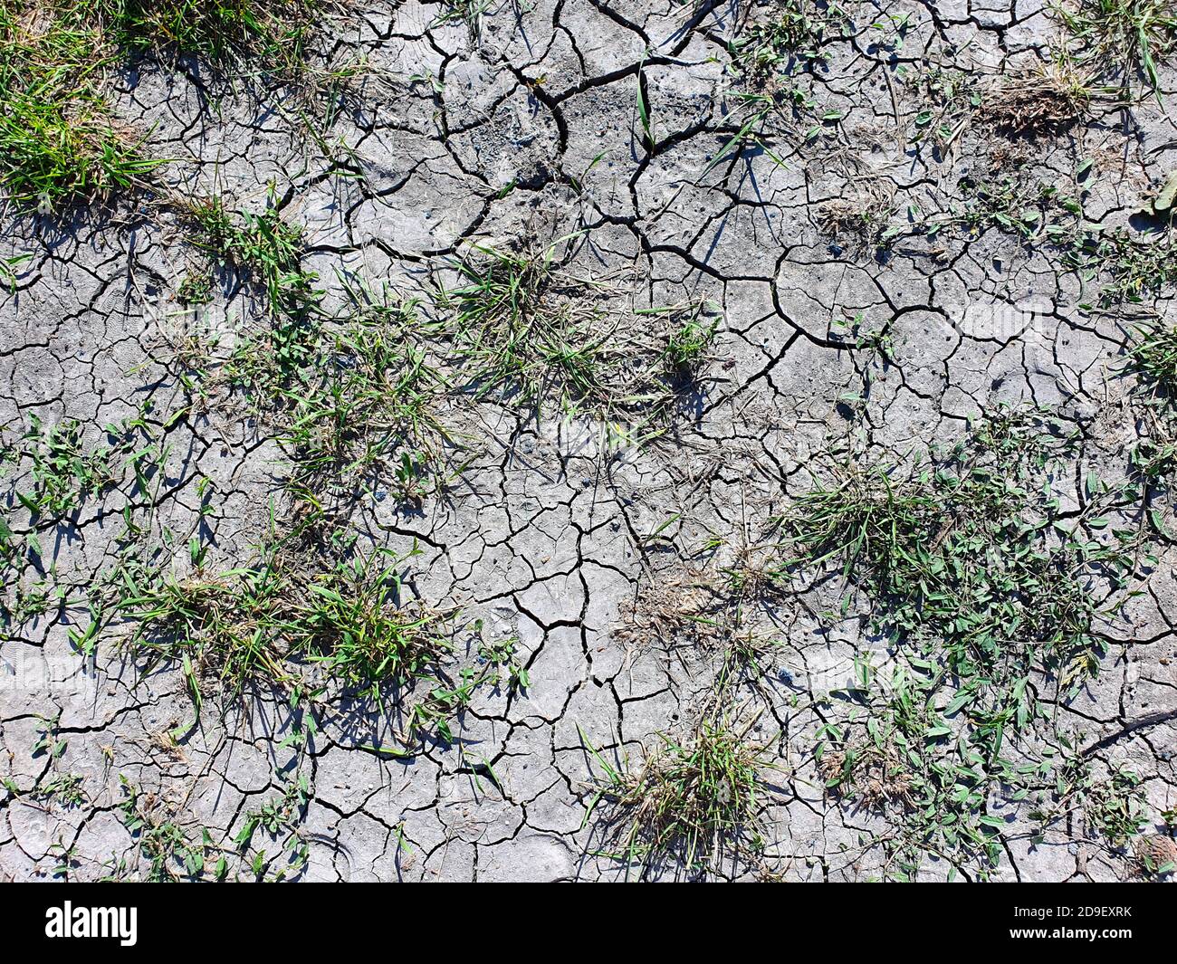 Dry cracked soil ground texture background. Dry grass lawn texture ...