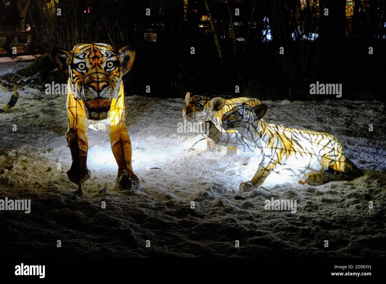 Illuminated Tiger lanterns at Chester Zoo's The Lantern event Stock ...