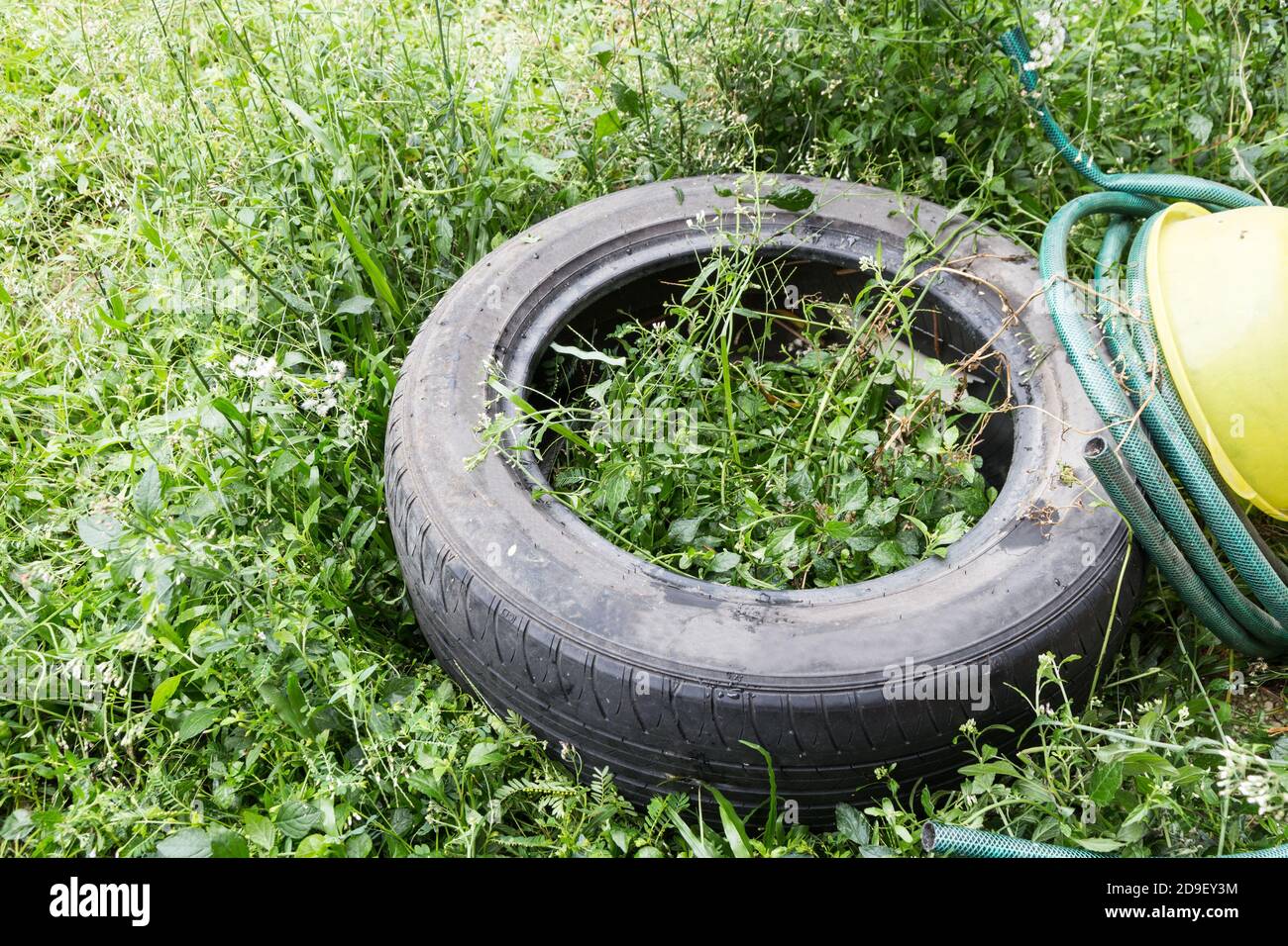 Standing water trapped in tire and containers breed mosquito Stock ...