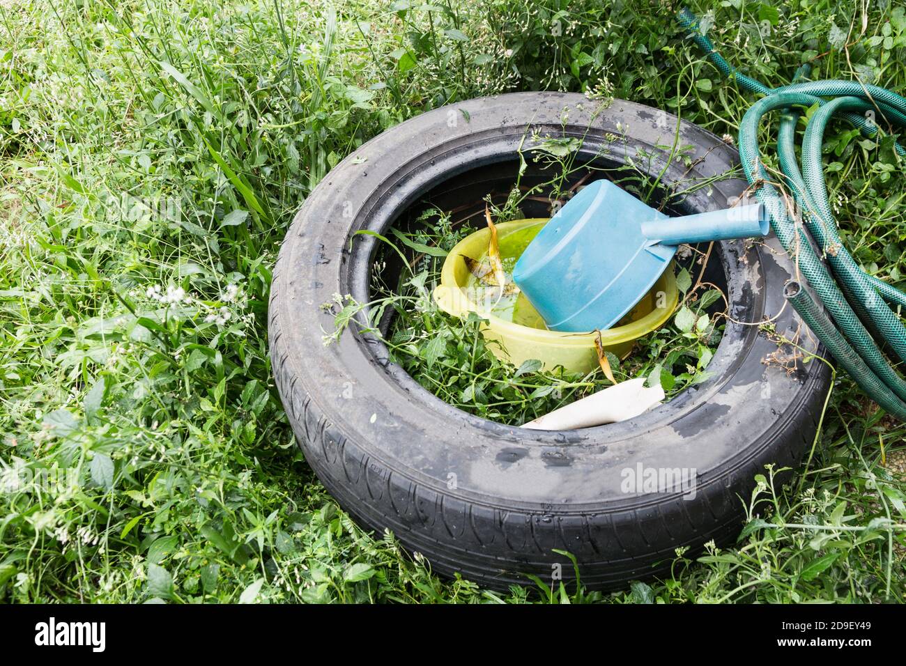 Standing water trapped in tire and containers breed mosquito Stock ...