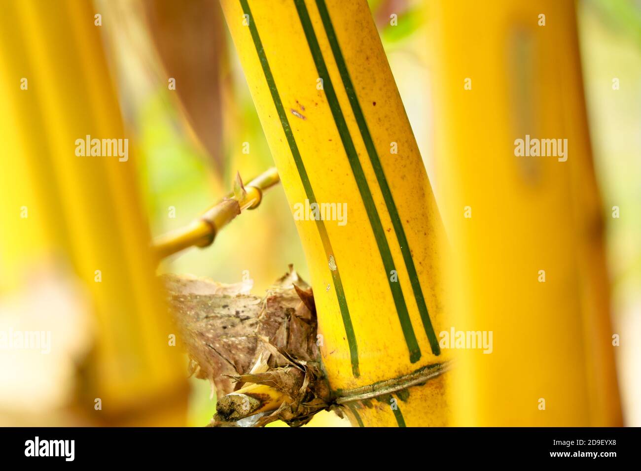 Close up shop of yellow bamboo stem as background or texture, selective ...