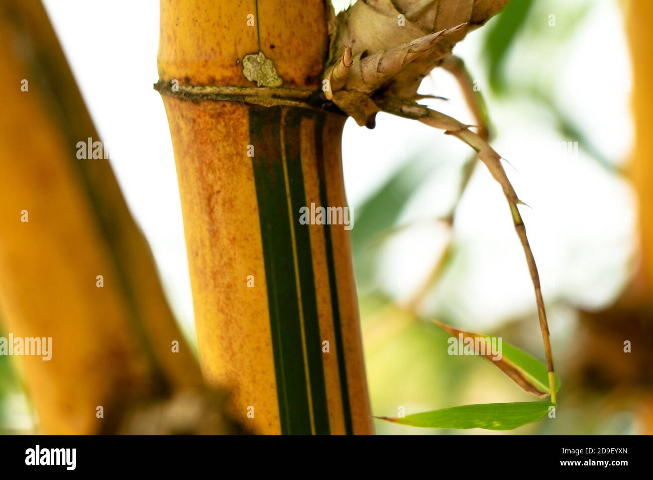 Plant stem texture hi-res stock photography and images - Alamy