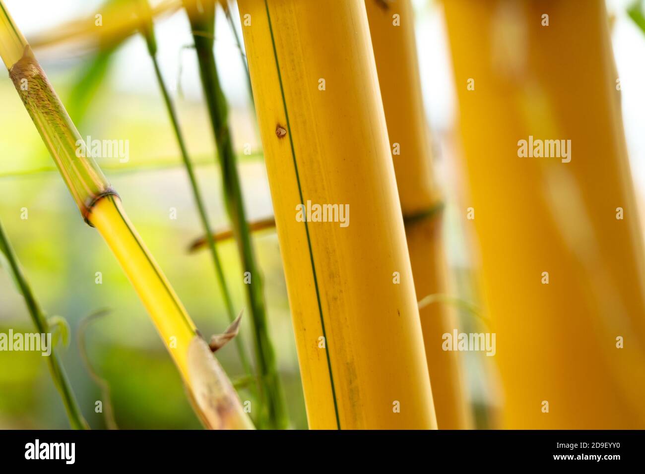 Plant stem texture hi-res stock photography and images - Alamy