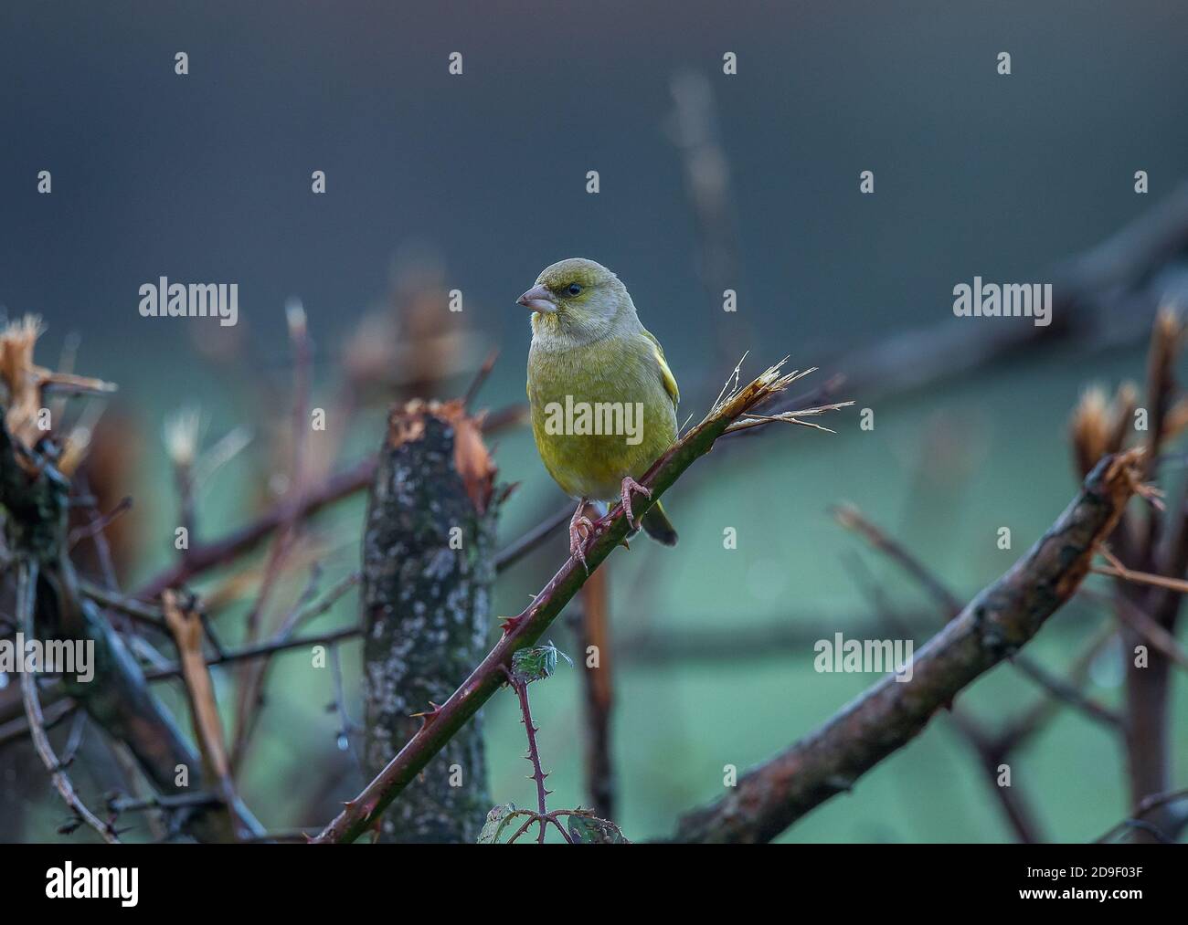 Gavin finch hi-res stock photography and images - Alamy