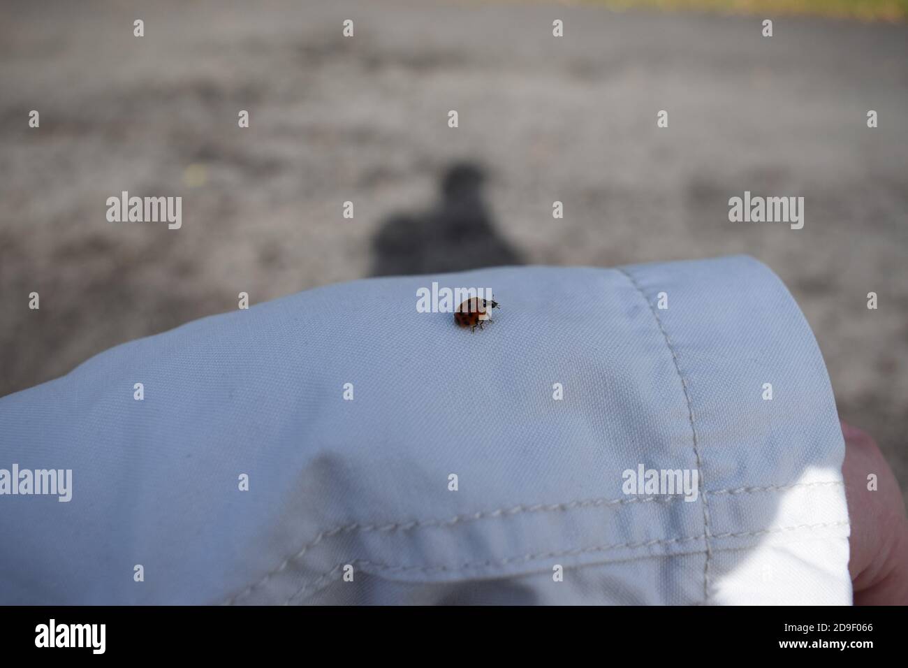 Ladybug migration hi-res stock photography and images - Alamy
