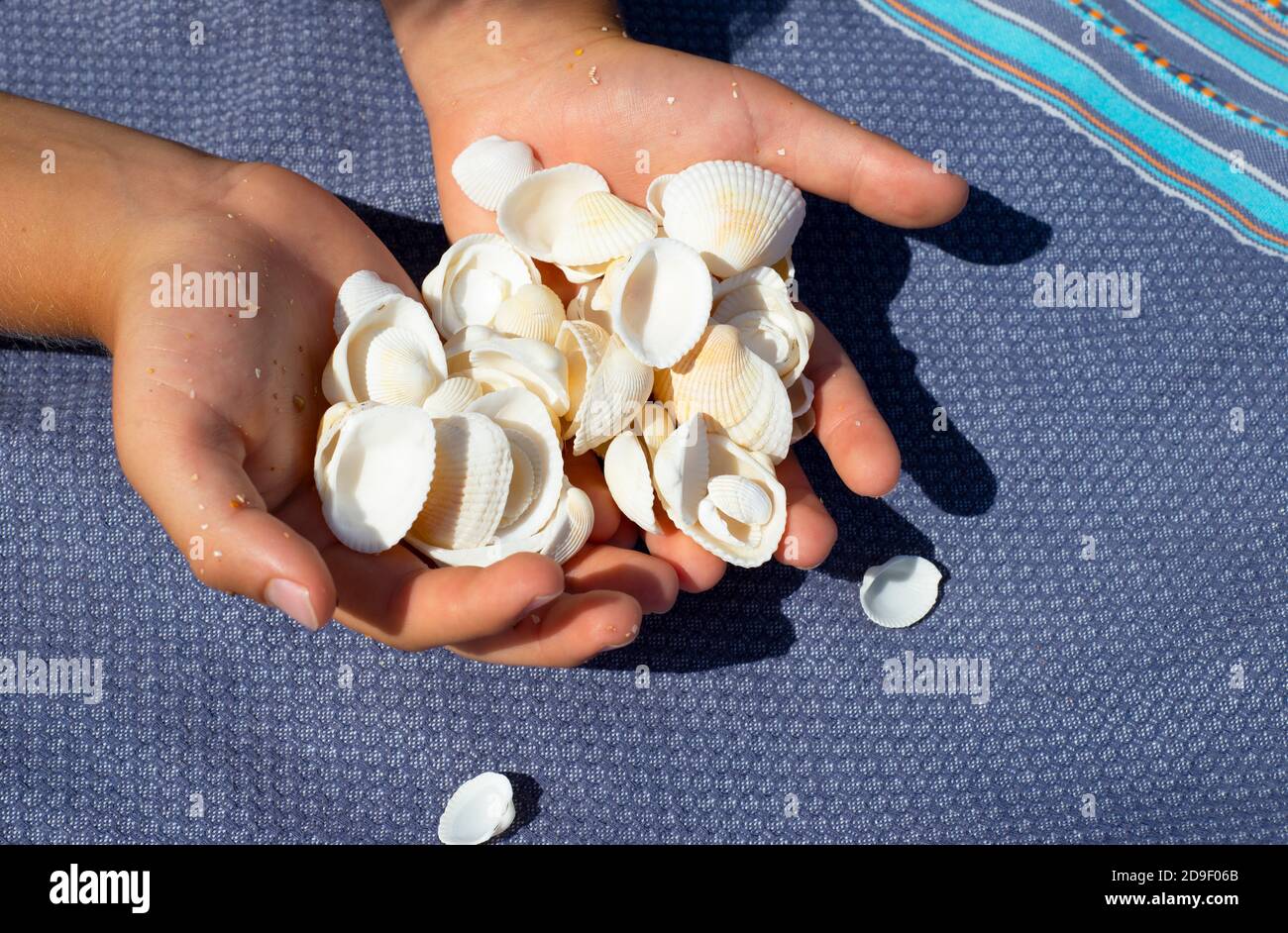 Hands holding shells beach hi-res stock photography and images - Alamy