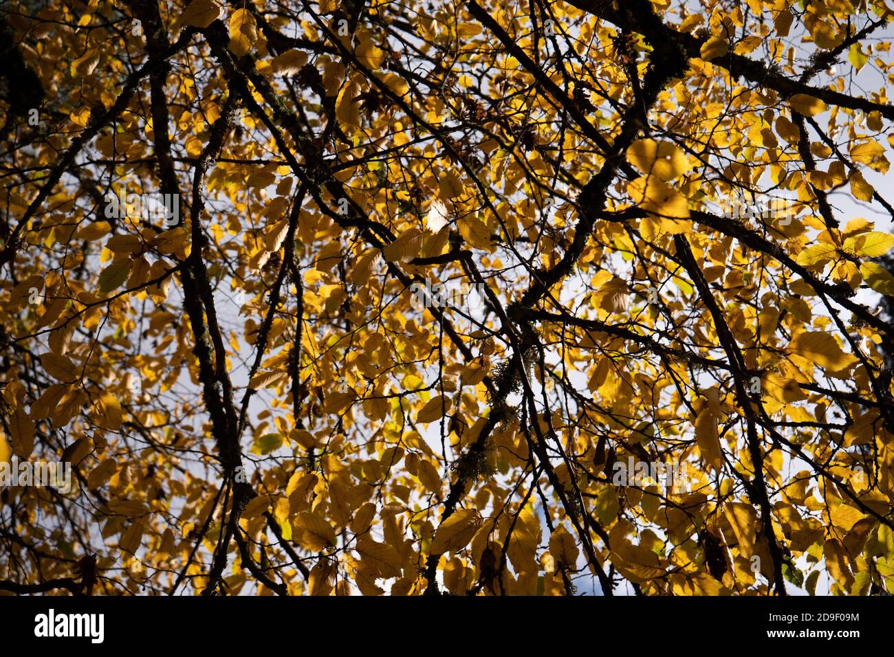 Tree with golden leaves Stock Photo - Alamy