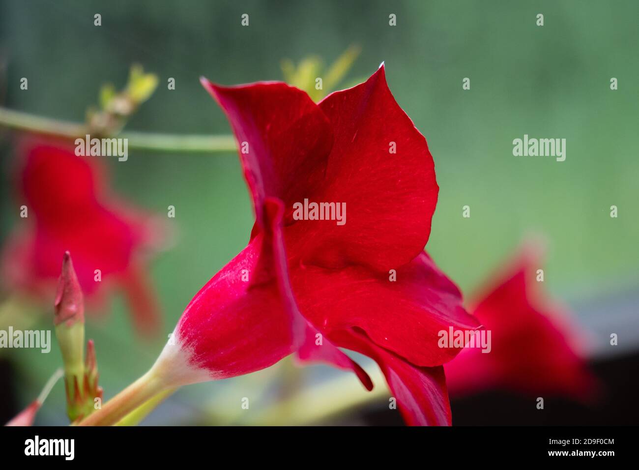 Dipladenia red flower - fleur de Dipladenia rouge Stock Photo - Alamy