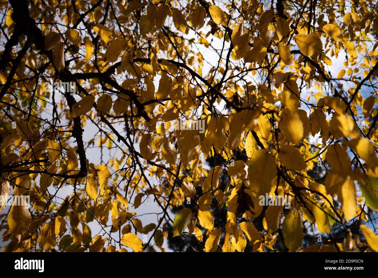 Tree with golden leaves Stock Photo - Alamy