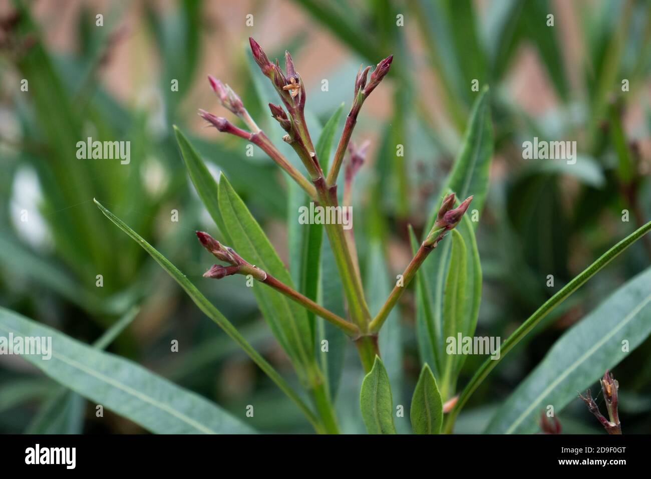 Bay tree leaf - feuille de laurier Stock Photo - Alamy