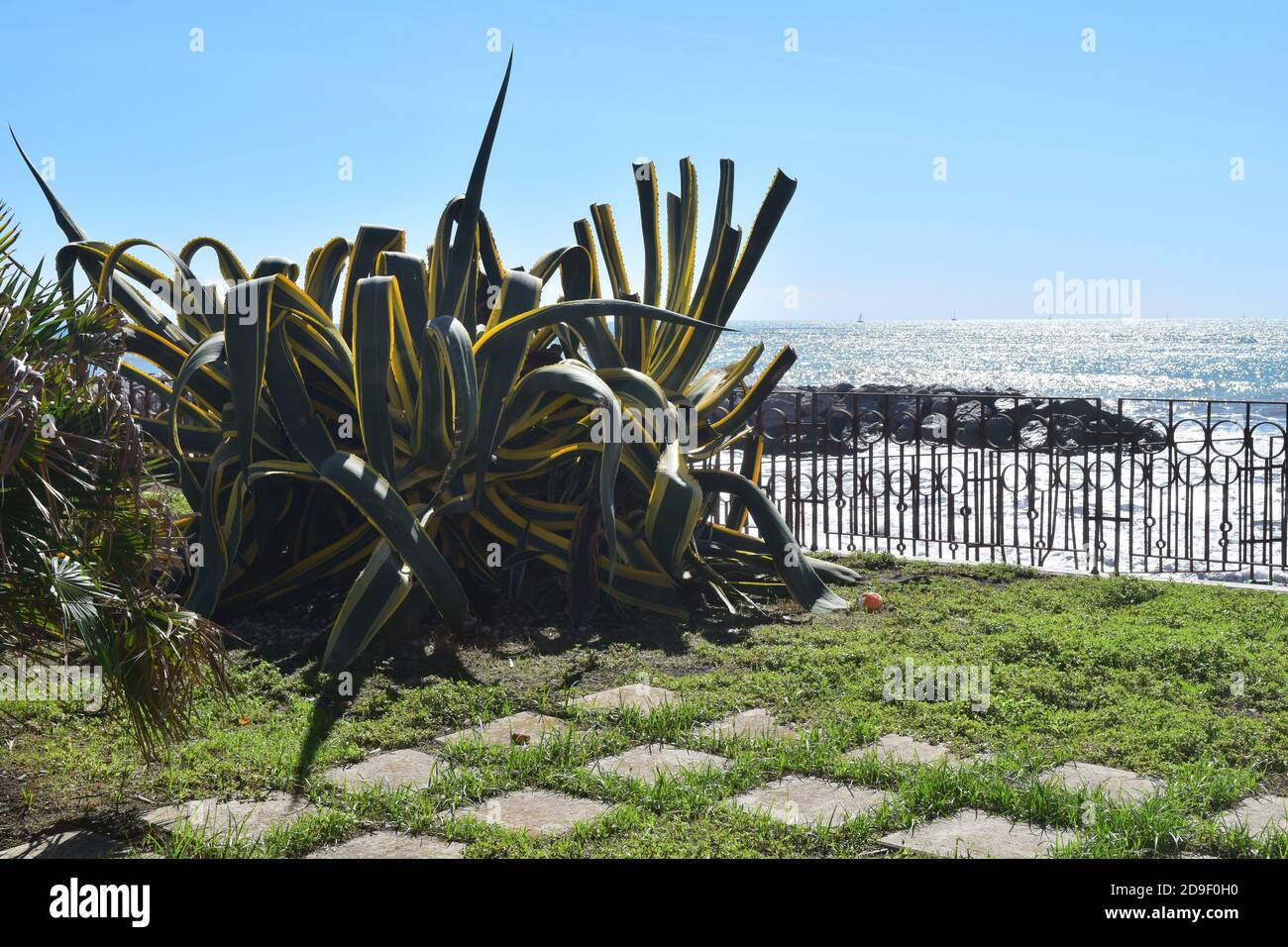 Agave cactus plant on a beach Stock Photo - Alamy
