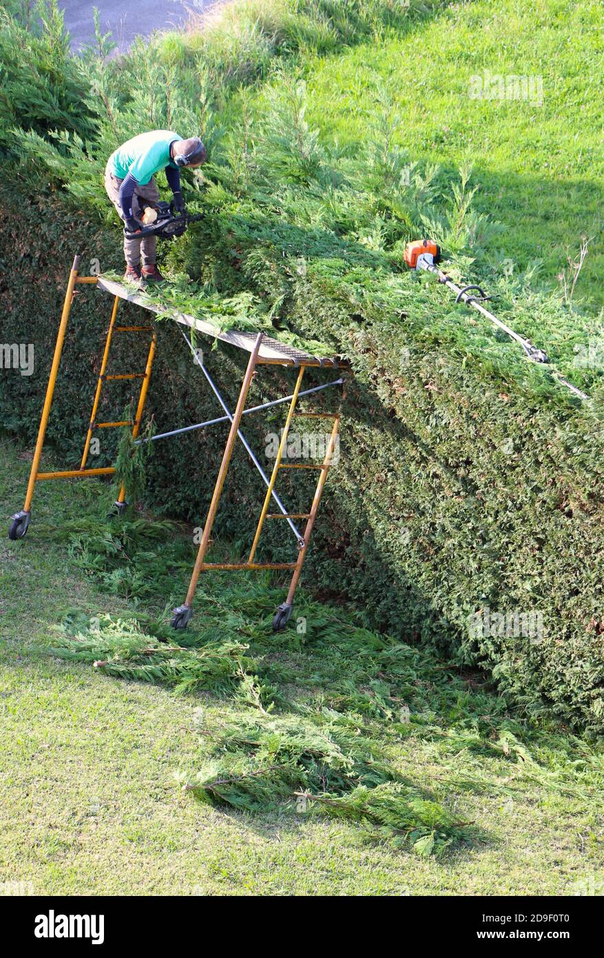 Man cutting a tall hedge of fir trees with a petrol powered hedge ...