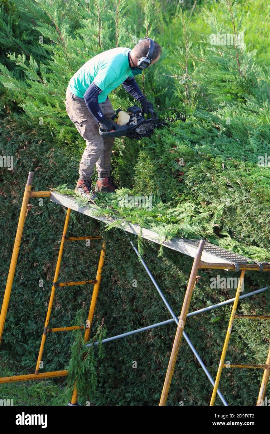 Man cutting a tall hedge of fir trees with a petrol powered hedge ...