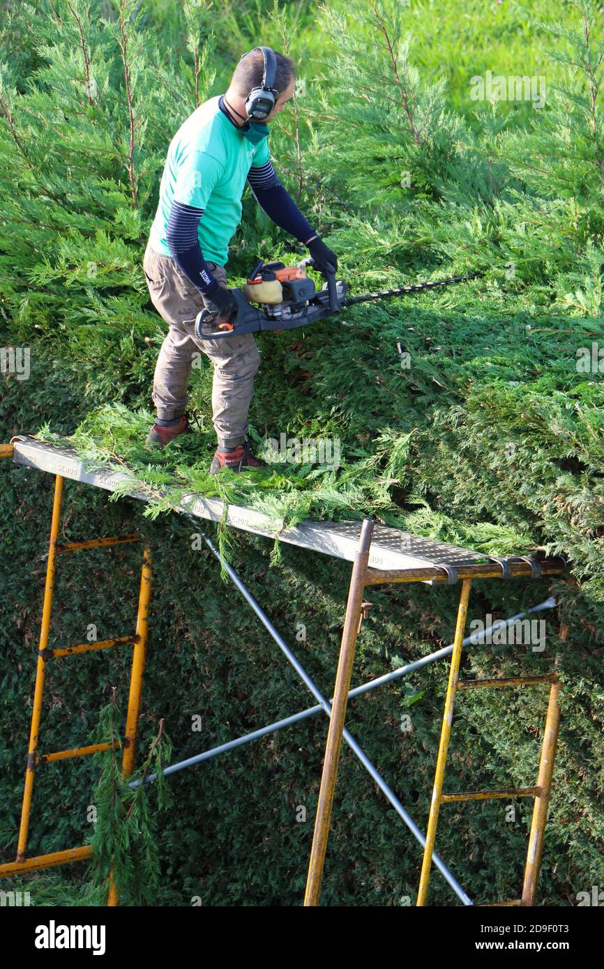 Man cutting a tall hedge of fir trees with a petrol powered hedge ...