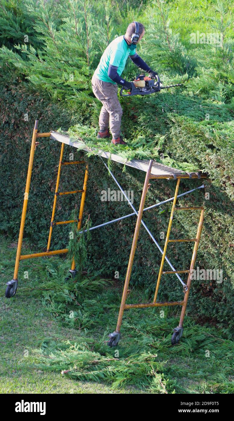 Man cutting a tall hedge of fir trees with a petrol powered hedge ...