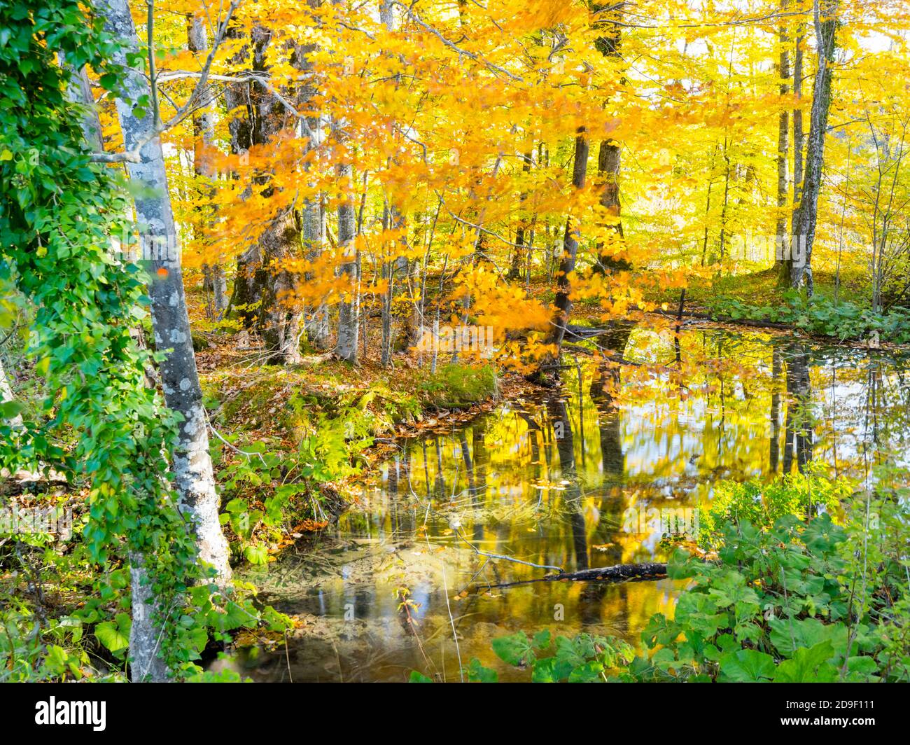 National park Plitvice lakes virginal virgin forest, Croatia Stock ...