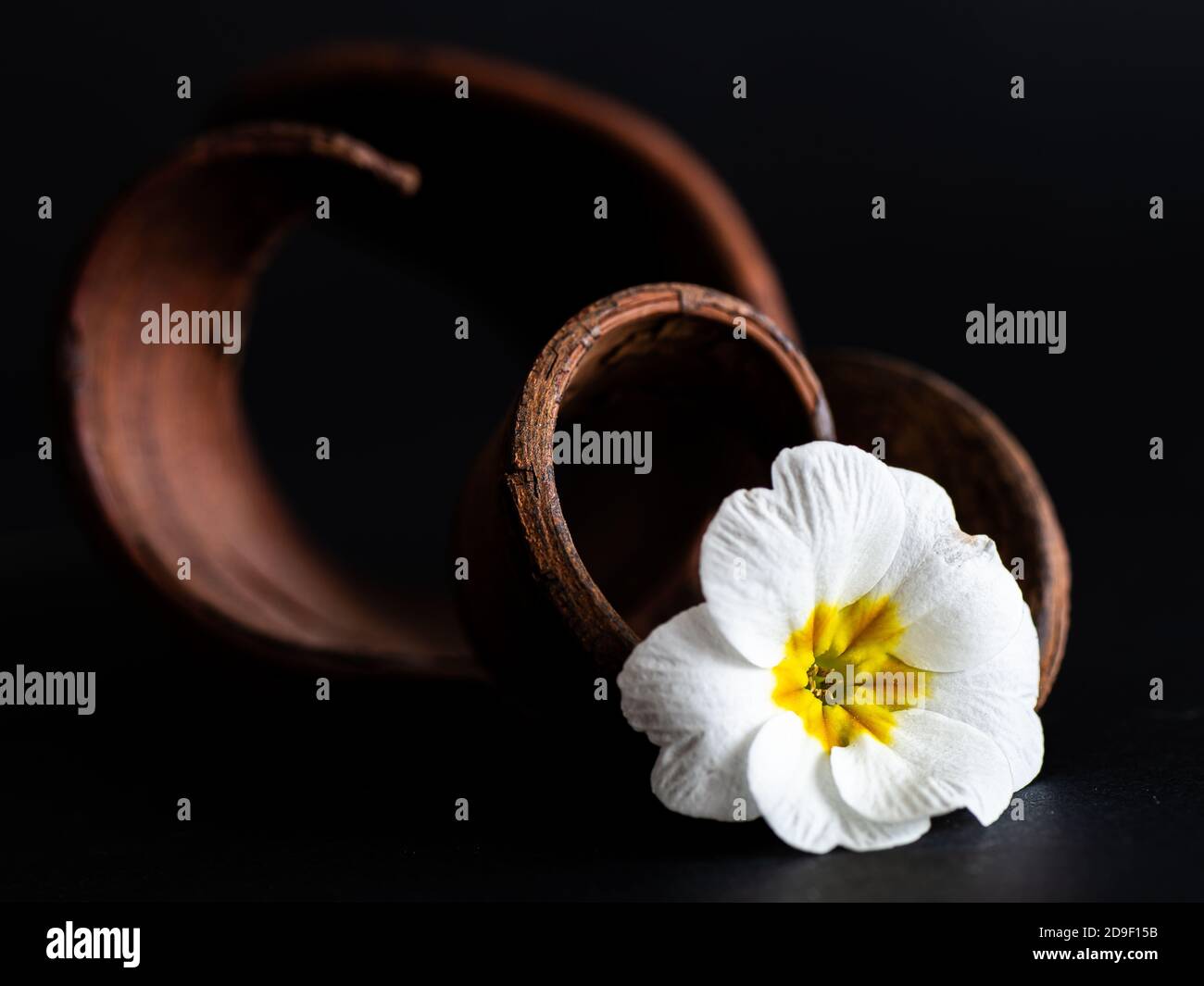 Beautiful illustration of still life photography with flower Stock ...