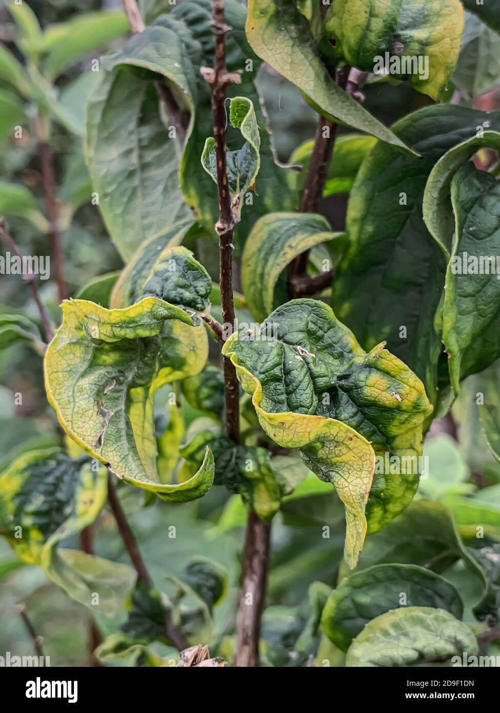 Forest blight hi-res stock photography and images - Alamy