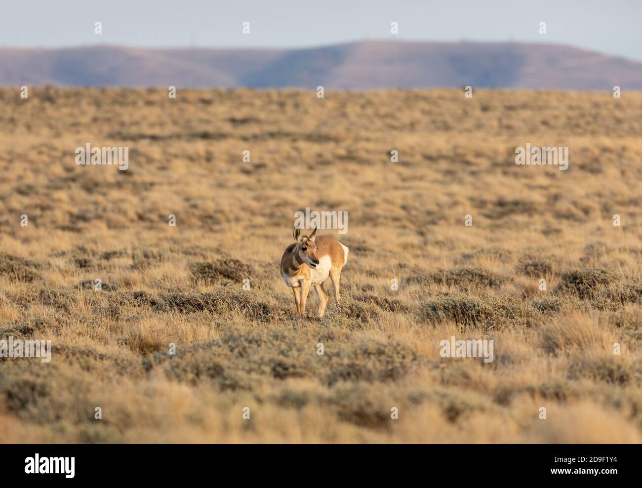Pronghorn antelope doe hi-res stock photography and images - Alamy